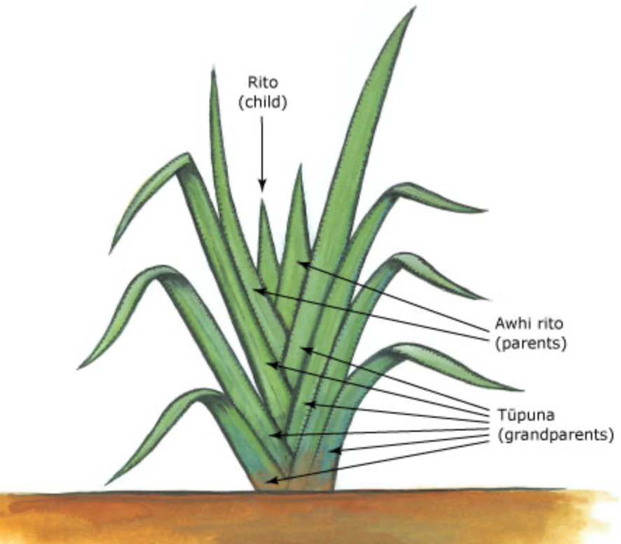 Brenton Rice – Who is Brenton Rice